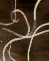 Nematodos: NEMATODOS